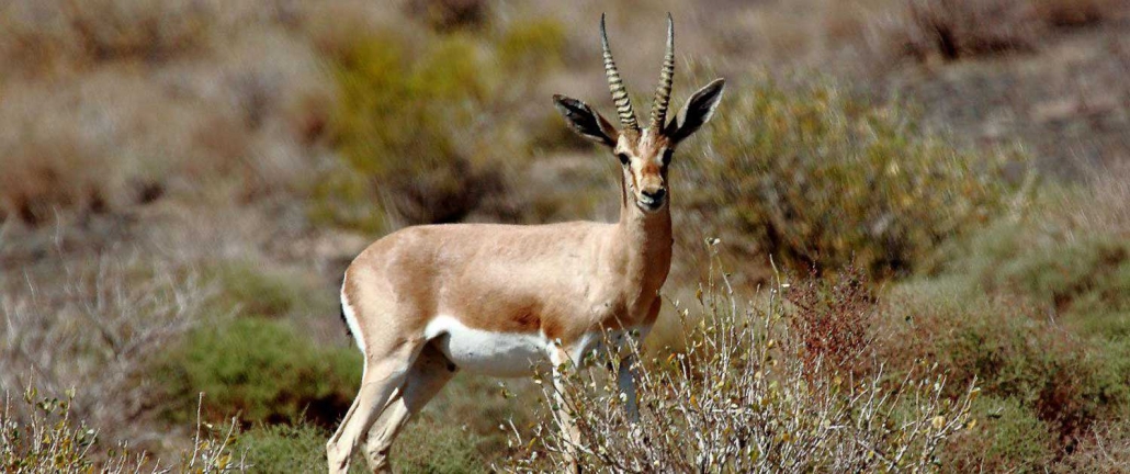 Iran Wildlife Tour | Adventure Tour | Kalouttour.com | Wildlife tour